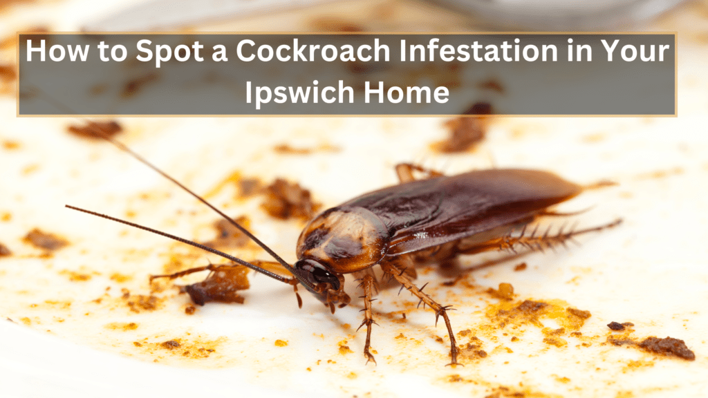 How to Spot a Cockroach Infestation in Your Ipswich Home